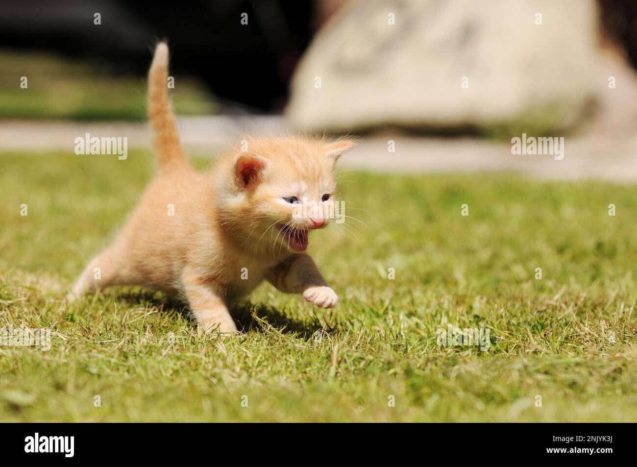 cute red cat in the garden. The little Kitten run on meadow and meows ...