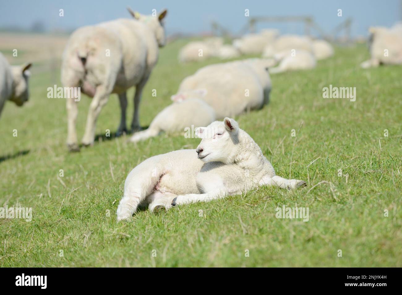 Sheep lamb lies on the meadow hi-res stock photography and images - Alamy
