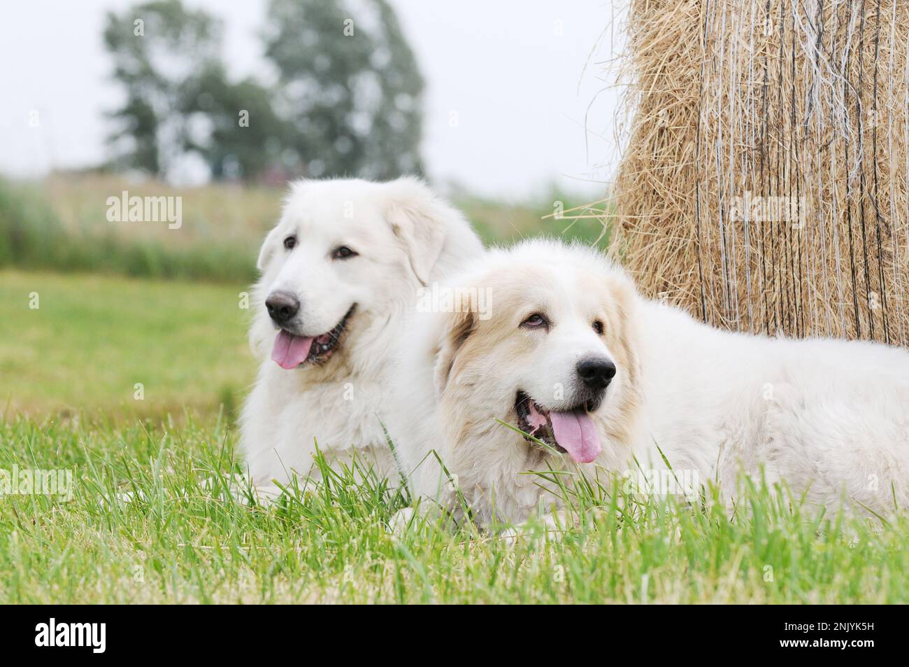 great pyrenees lying on stubble field Stock Photo - Alamy