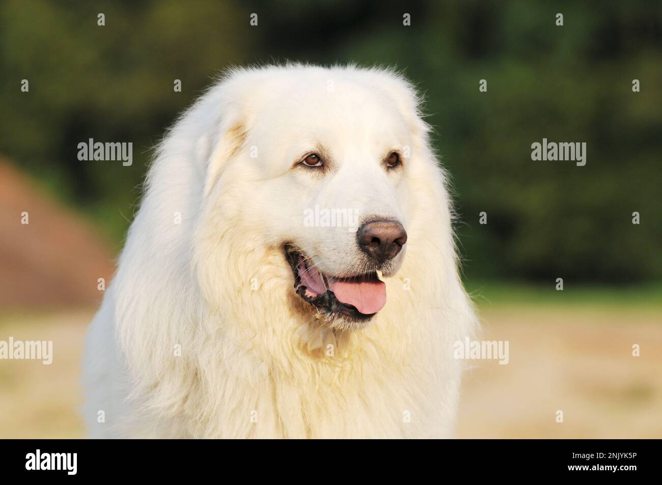 head from dog great pyrenees in the nature Stock Photo - Alamy