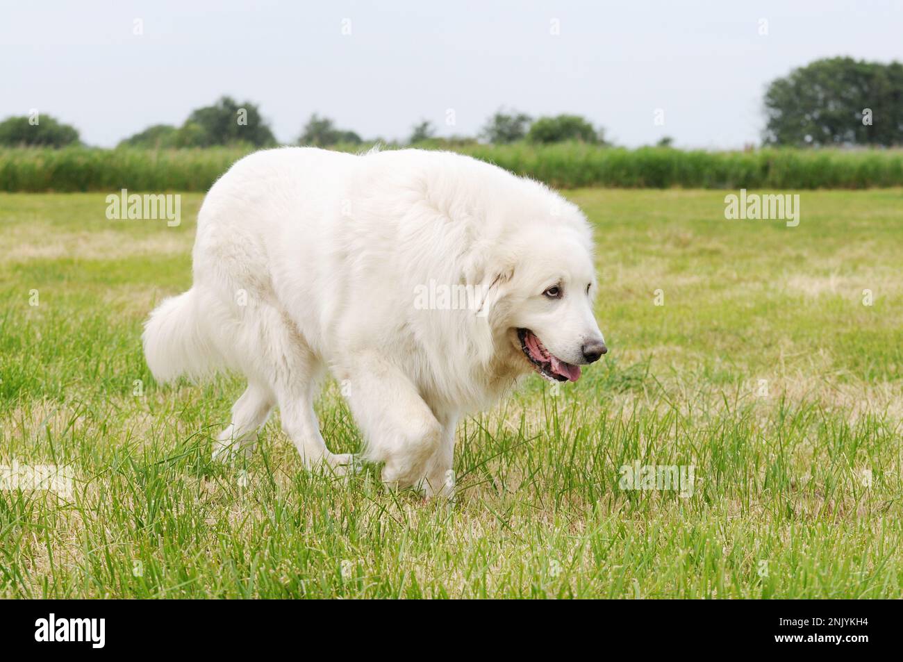 old great pyrenees running on meadow Stock Photo - Alamy