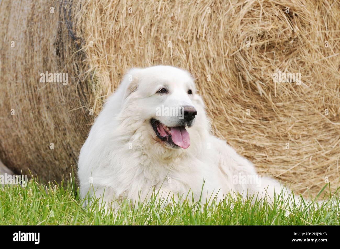great pyrenees running on stubble field Stock Photo - Alamy
