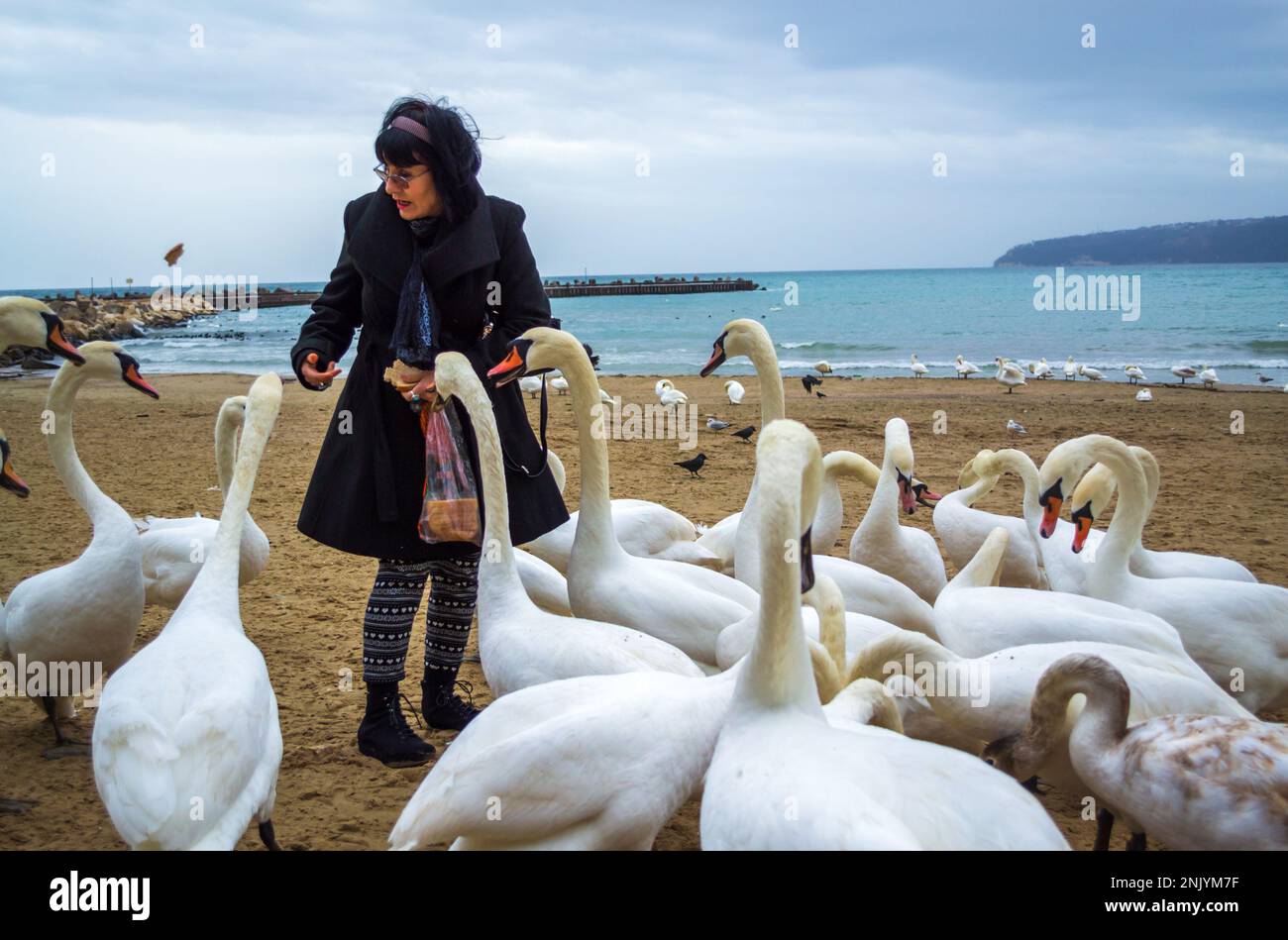 Senior woman feeding flock of swans on gloomy rainy winter day at Varna ...