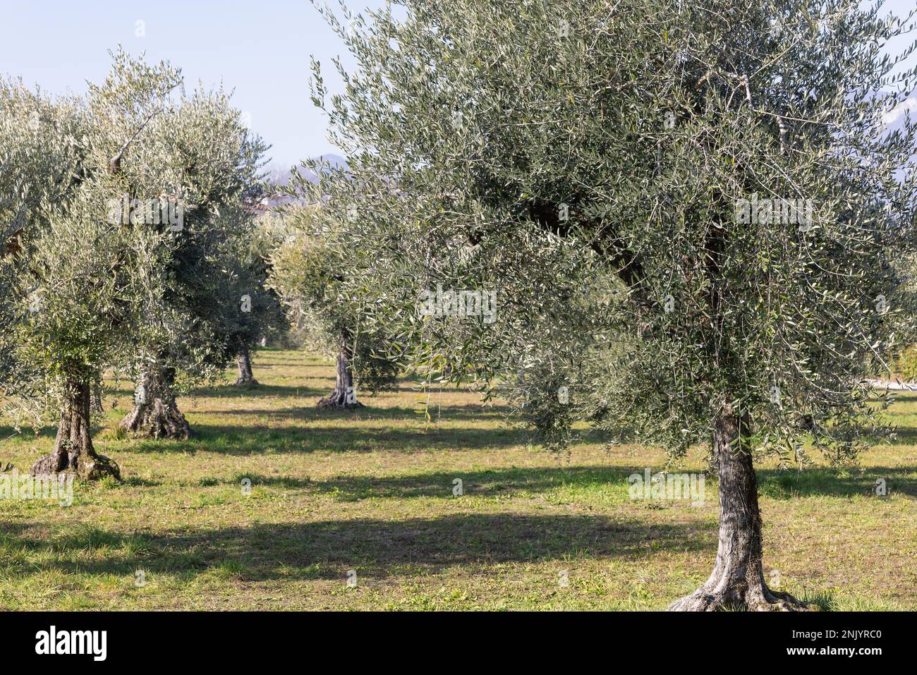 Under the olive trees hi-res stock photography and images - Alamy