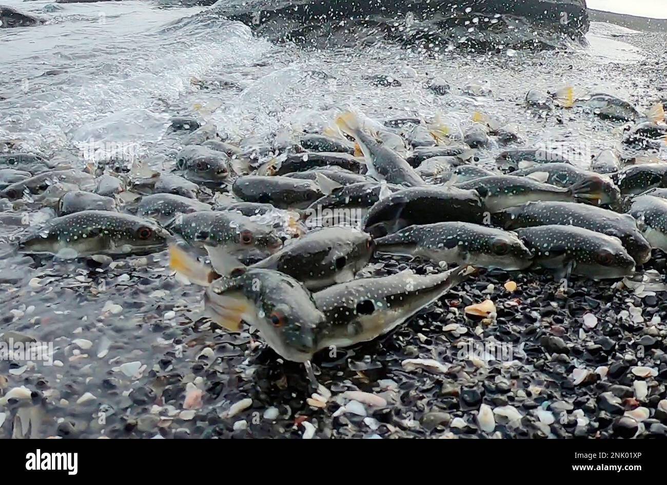 Lots of grass puffer (Takifugu niphobles) gather to lay eggs on the ...