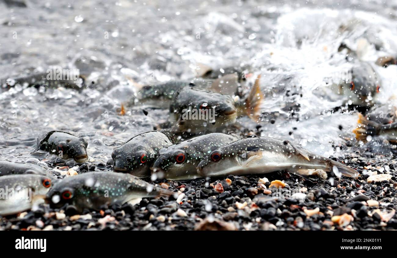Lots of grass puffer (Takifugu niphobles) gather to lay eggs on the ...