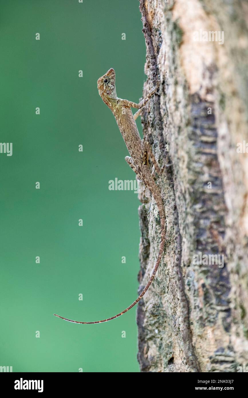 Cartoon salamander hi-res stock photography and images - Alamy