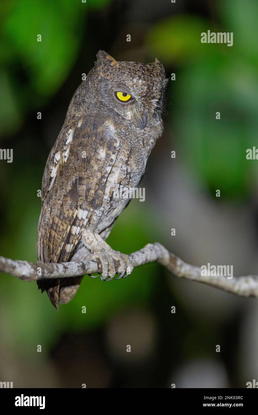 S scops owl hi-res stock photography and images - Alamy
