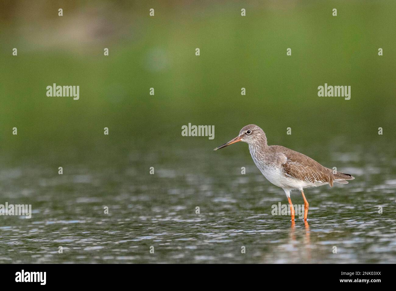 Andaman Islands, India, Common Redshank, Tringa totanus Stock Photo - Alamy