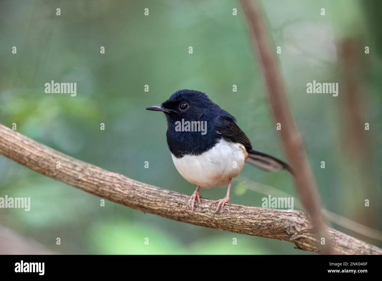 Andaman Islands, India, Andaman Shama, Copsychus saularis andamanensis ...