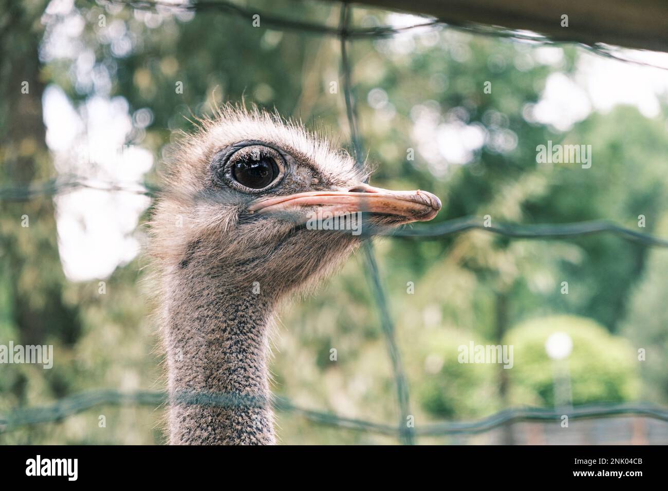 Side view portrait of an ostrich behind mesh netting against the ...