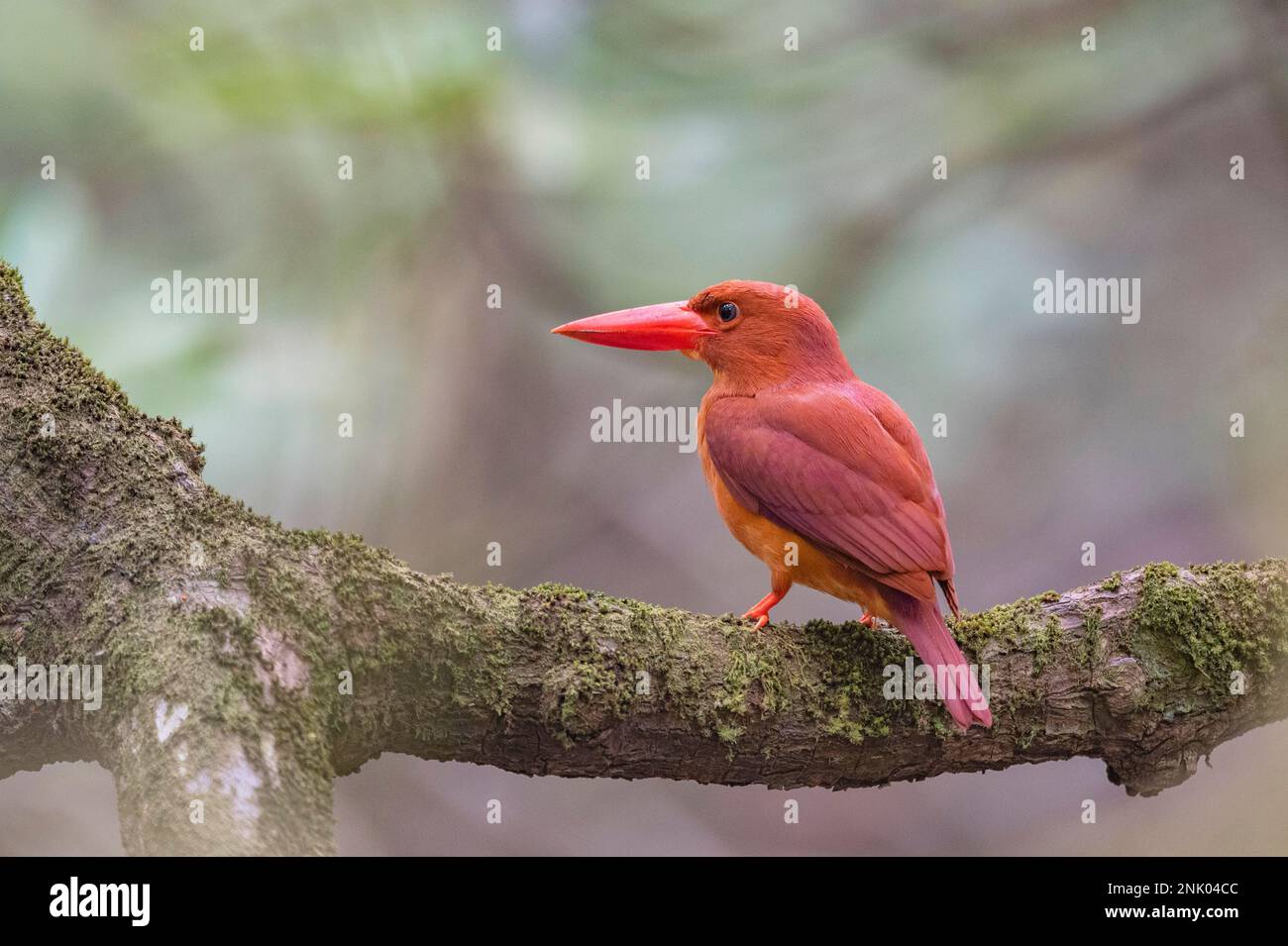 Kingfisher design hi-res stock photography and images - Alamy