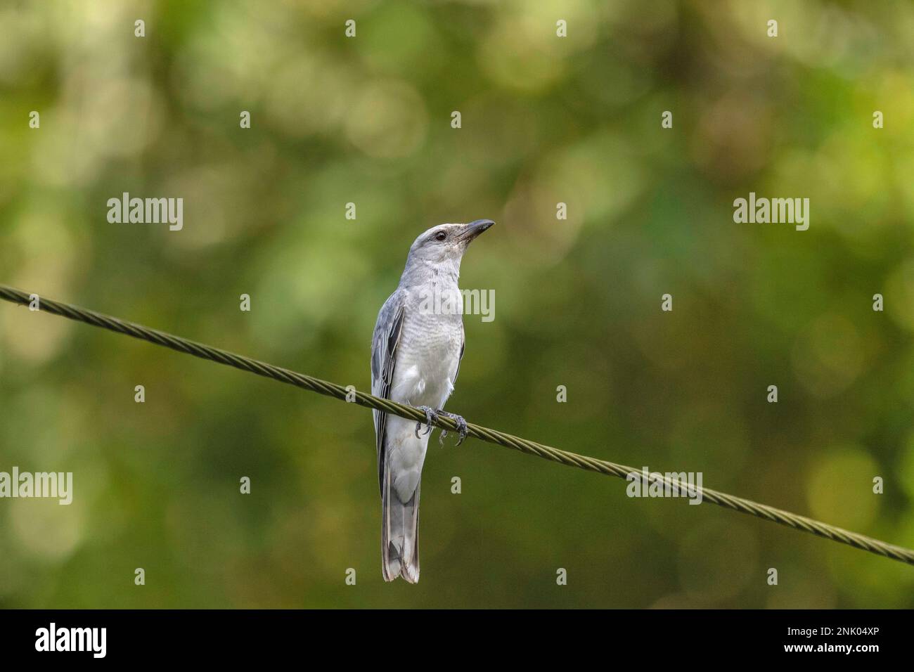 Andaman Islands, India, Large Cuckooshrike Stock Photo - Alamy
