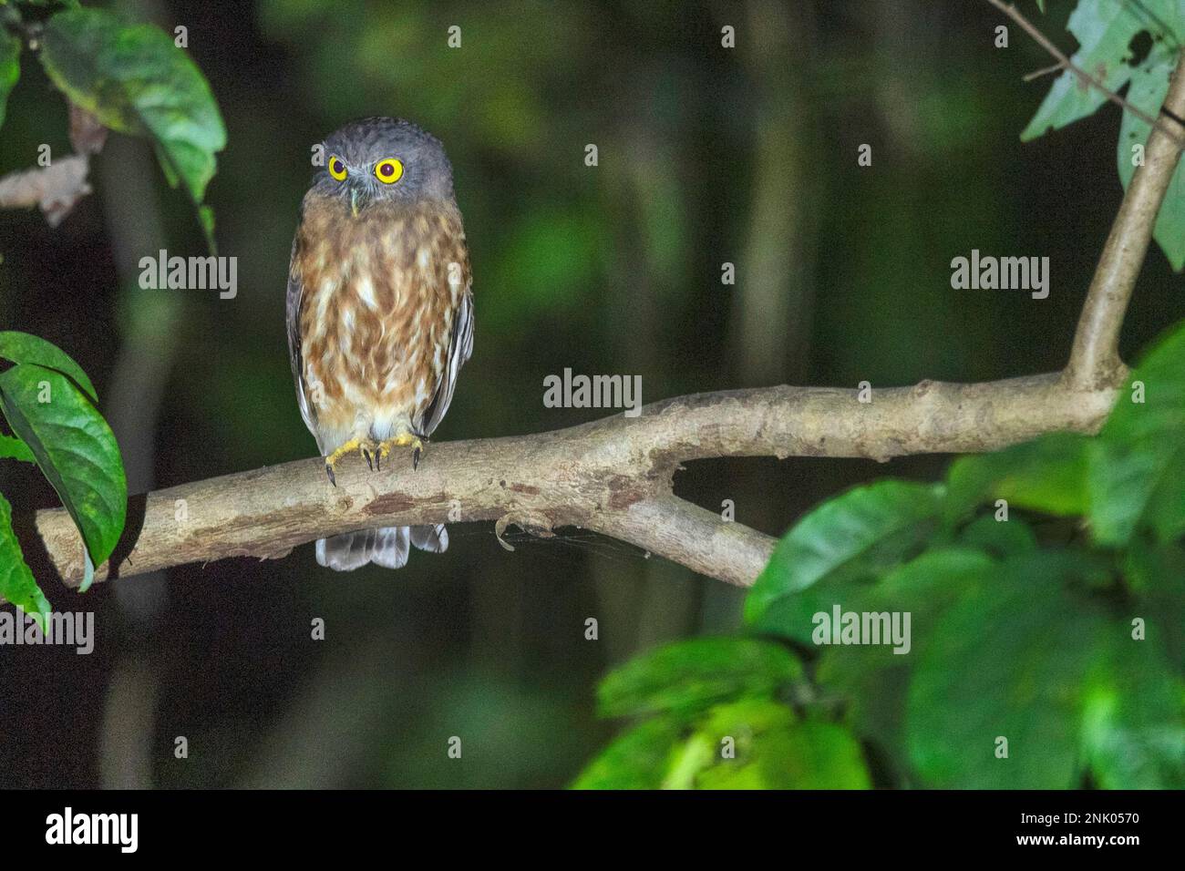 Andaman Islands, India, Andaman Hawk Owl, Ninox scutulata affinis Stock ...