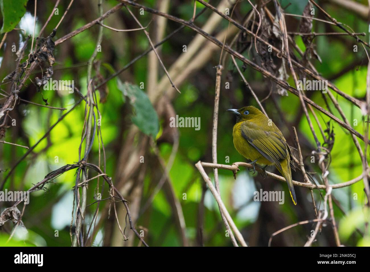 Andaman Islands, India, Andaman Bulbul, Pycnonotus andamanensis Stock ...