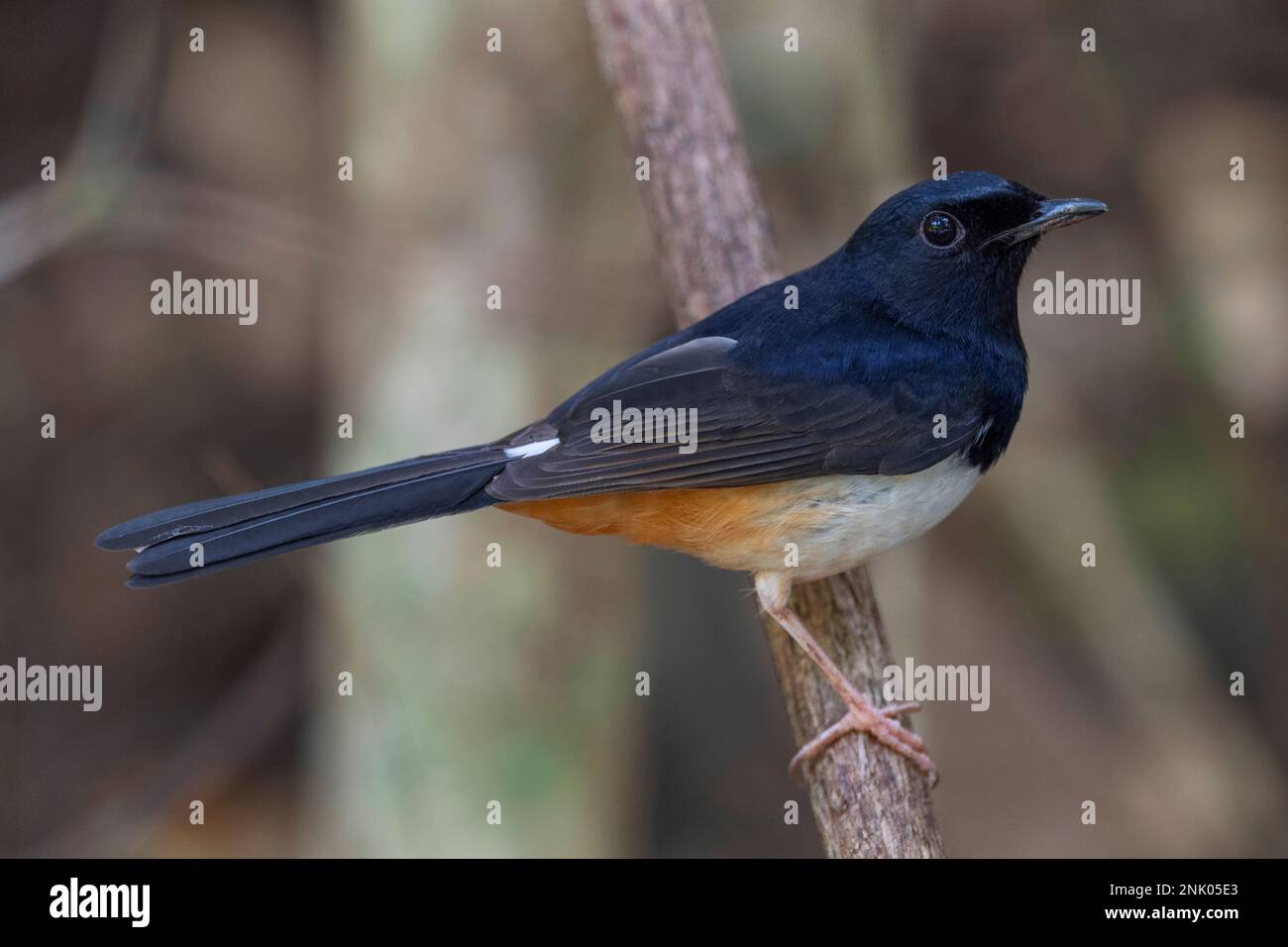 Andaman shama hi-res stock photography and images - Alamy