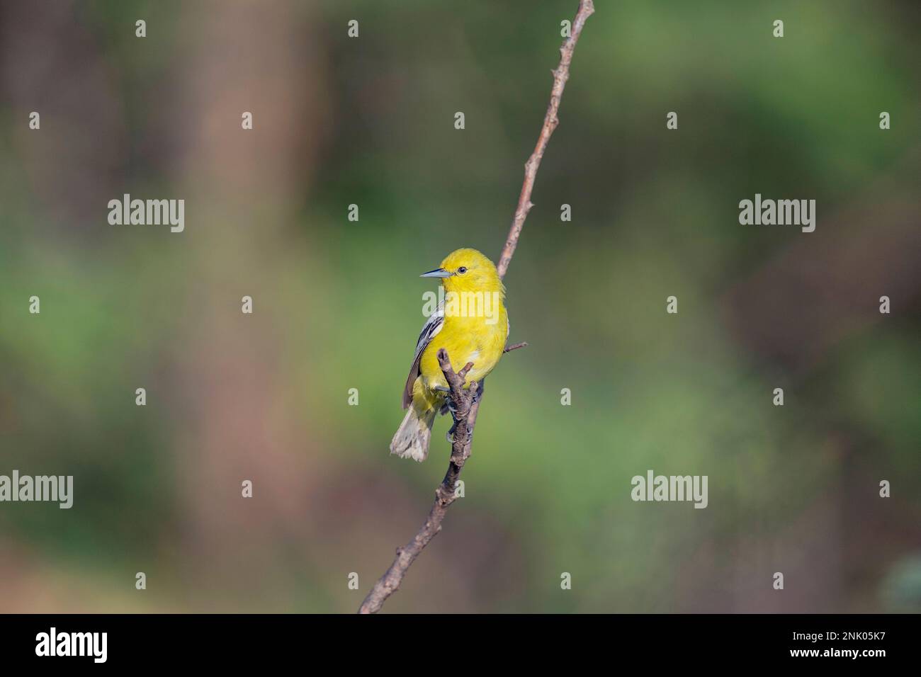 Great Rann of Kutch, Gujarat, India, White-tailed Iora, Aegithina ...