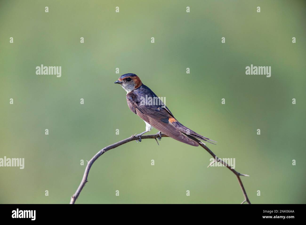 Great Rann of Kutch, Gujarat, India, Red-rumped Swallow, Hirundo ...