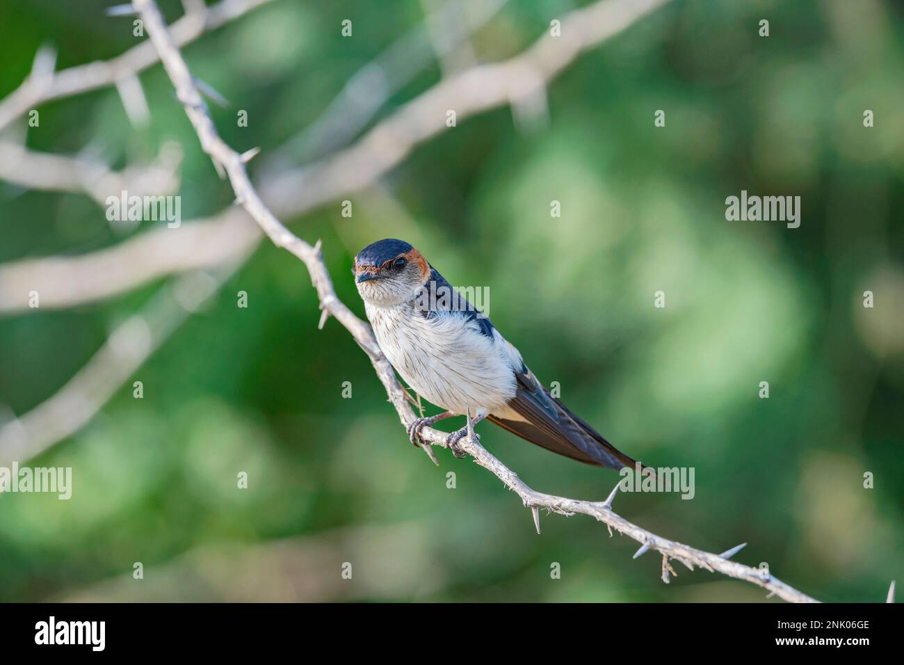 Great Rann of Kutch, Gujarat, India, Red-rumped Swallow, Hirundo ...