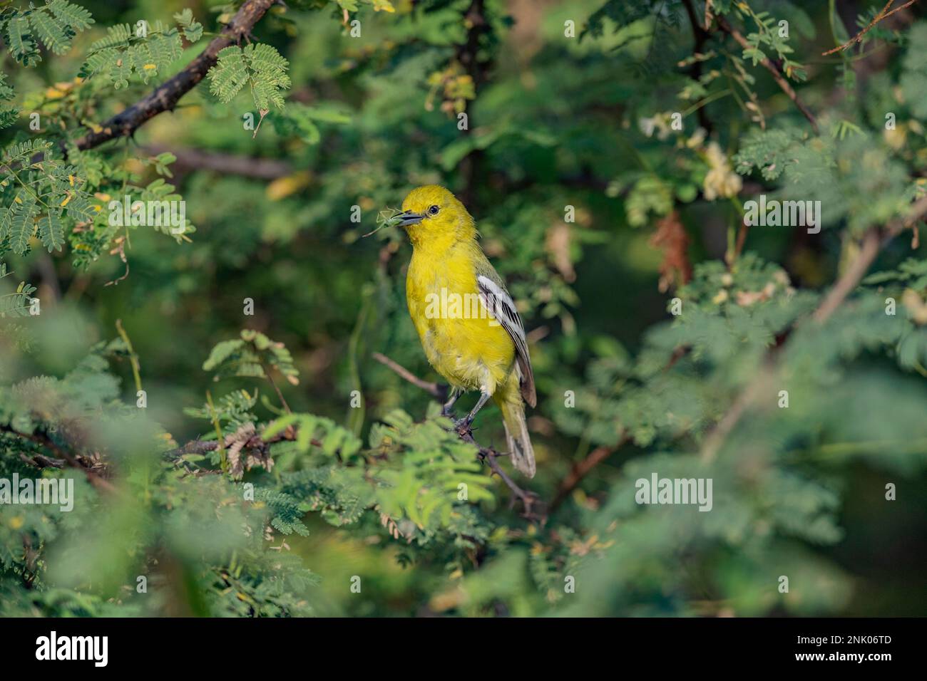 Great Rann of Kutch, Gujarat, India, White-tailed Iora, Aegithina ...