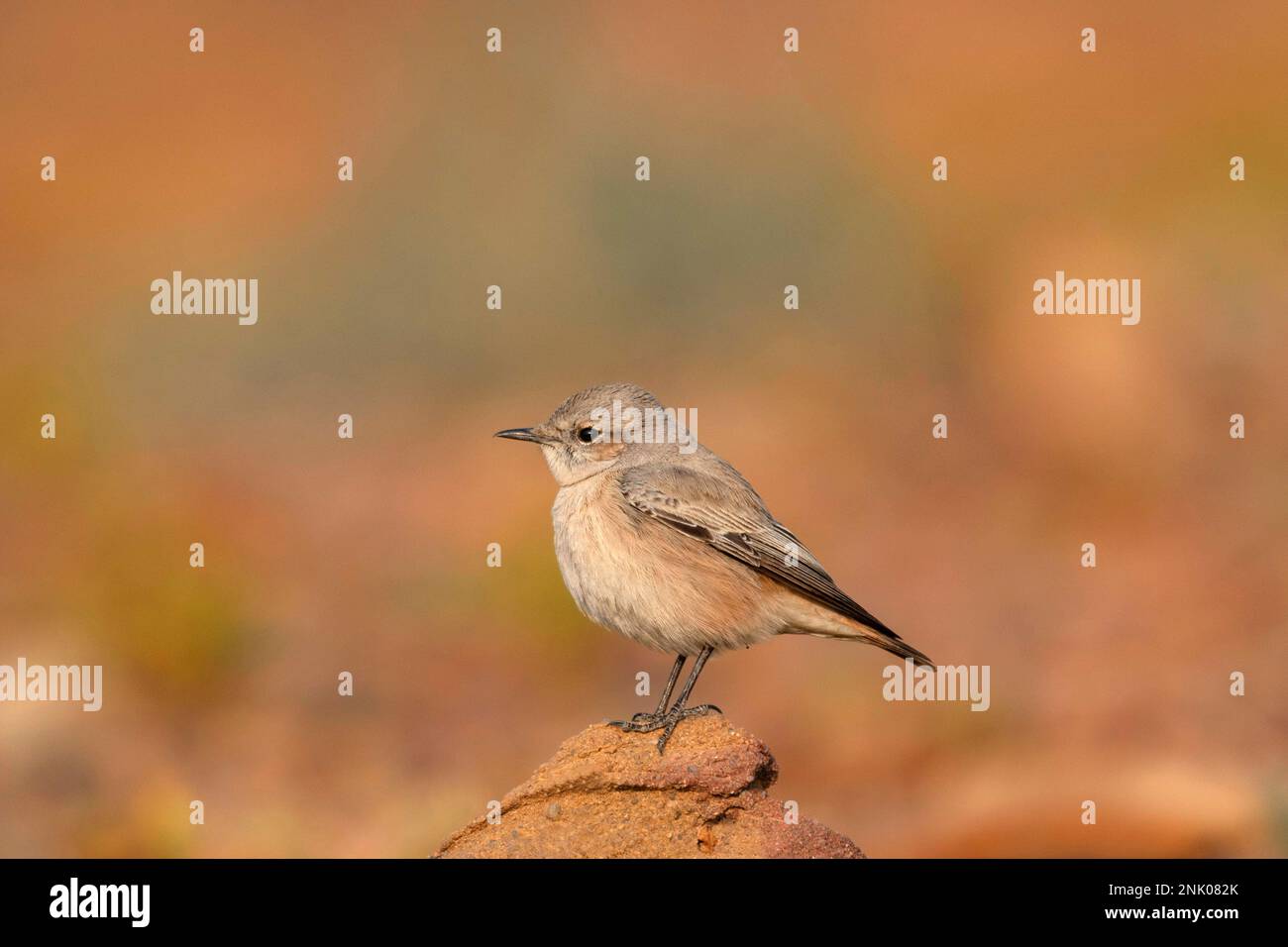 Northern wheatear natural habitat hi-res stock photography and images ...