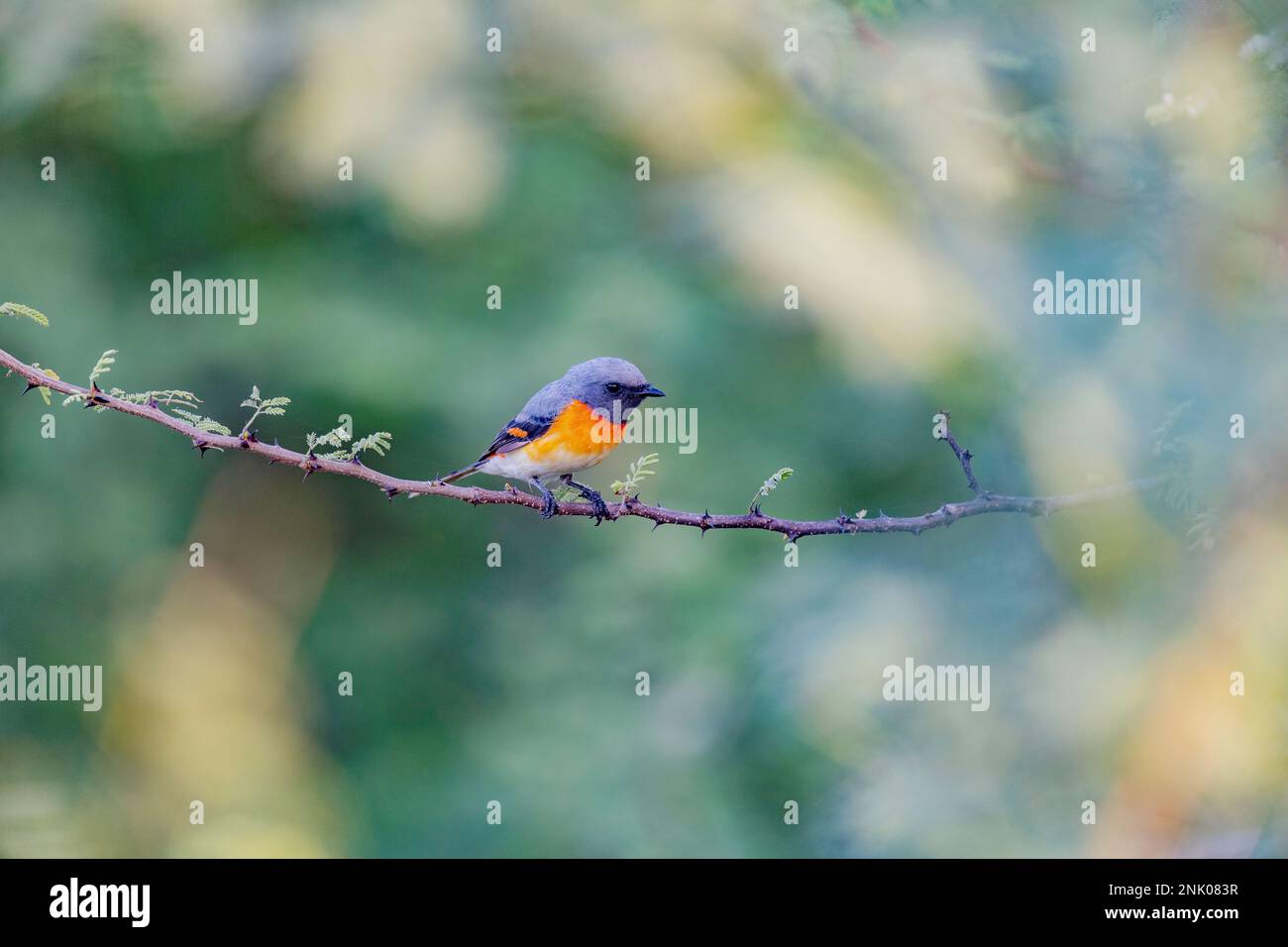 Great Rann of Kutch, Gujarat, India, Small Minivet, Pericrocotus ...