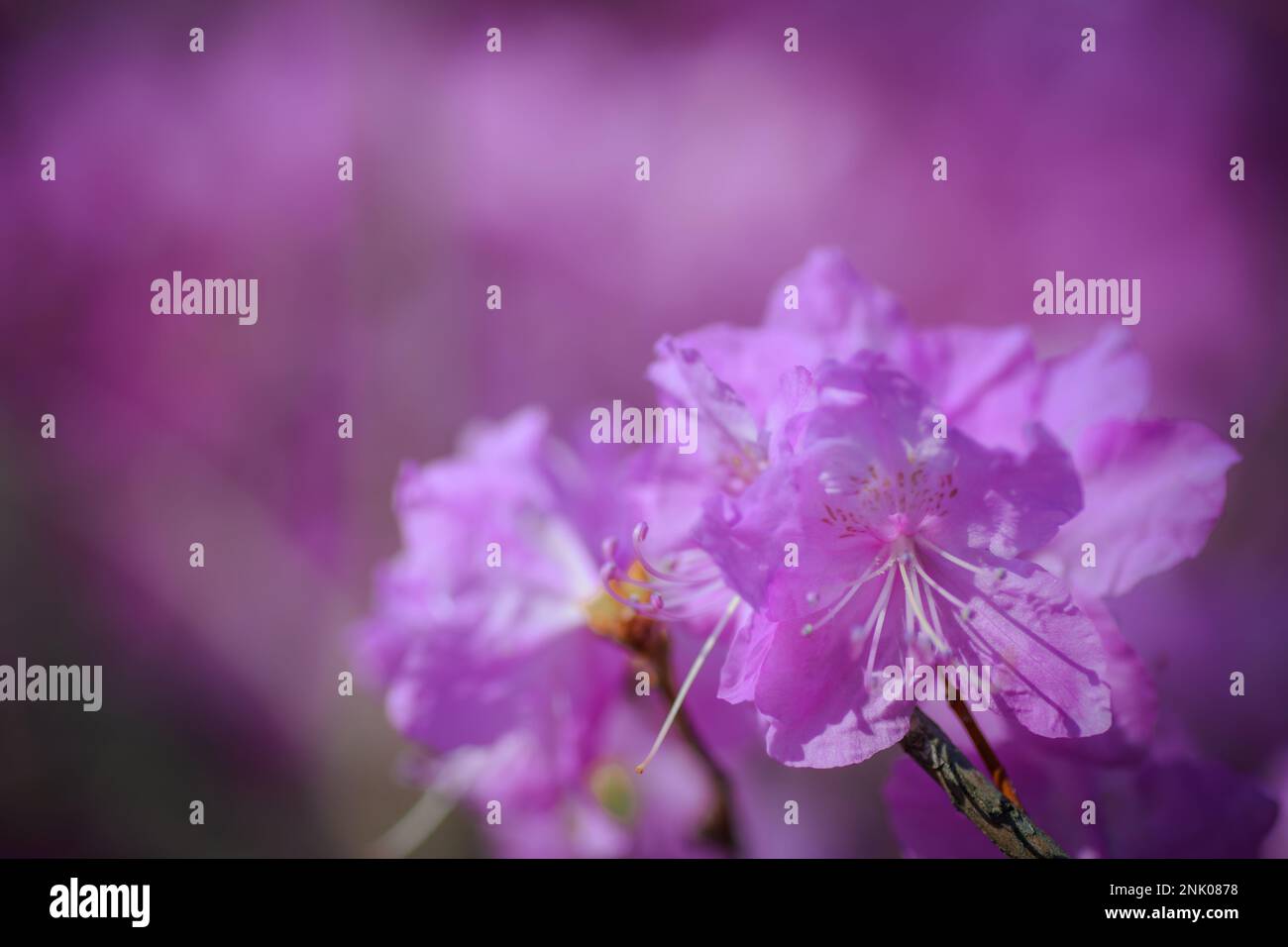 A bush of flowering azaleas against a background of trees in a blue ...