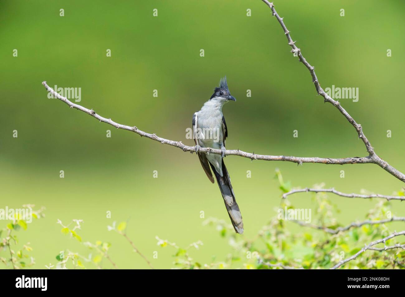 Great Rann of Kutch, Gujarat, India, Pied Cuckoo, Clamator jacobinus ...