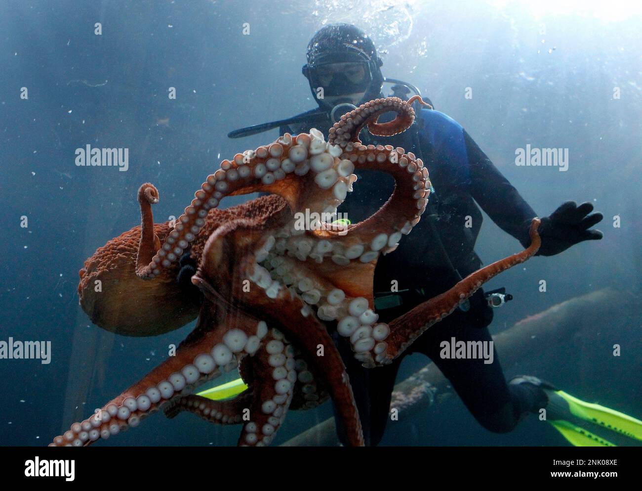 Largest Octopus In The World