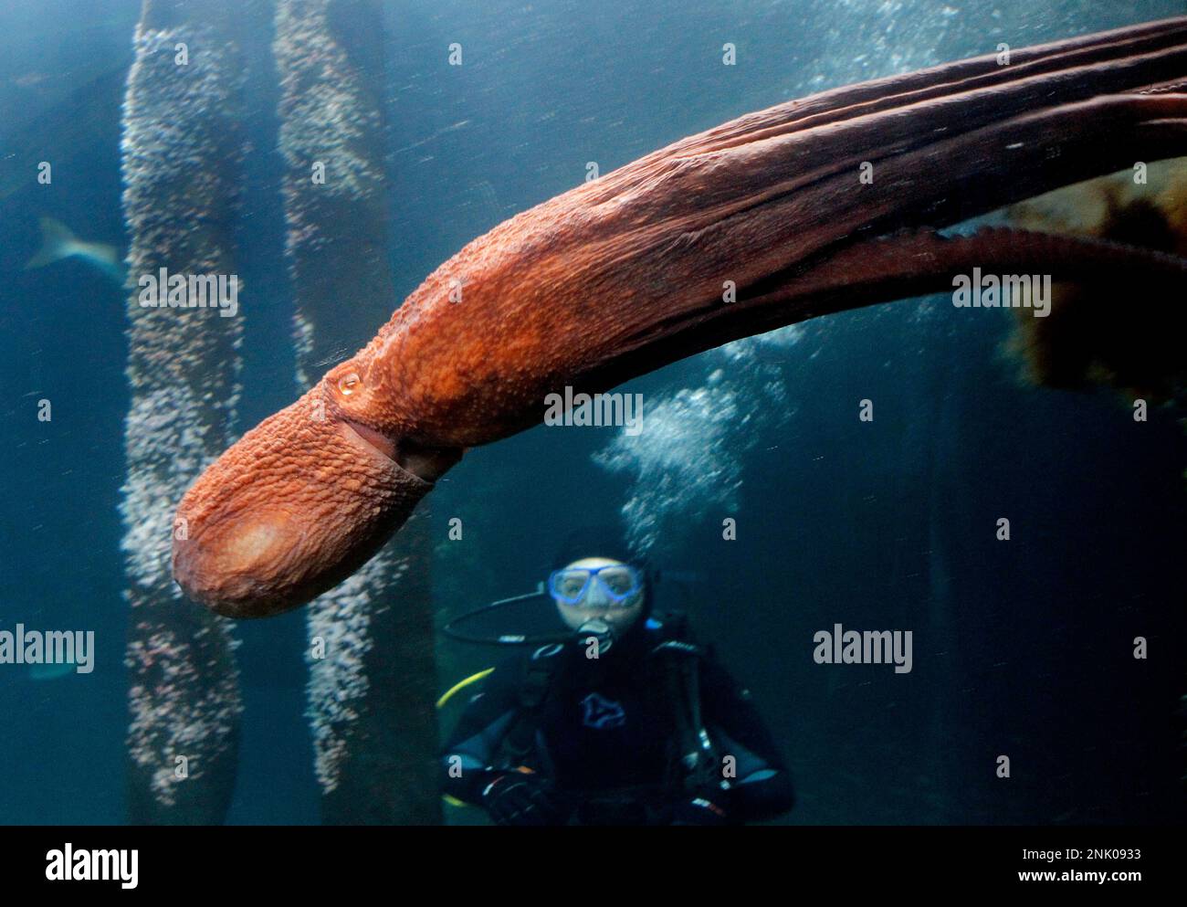 Octopus Spraying Ink