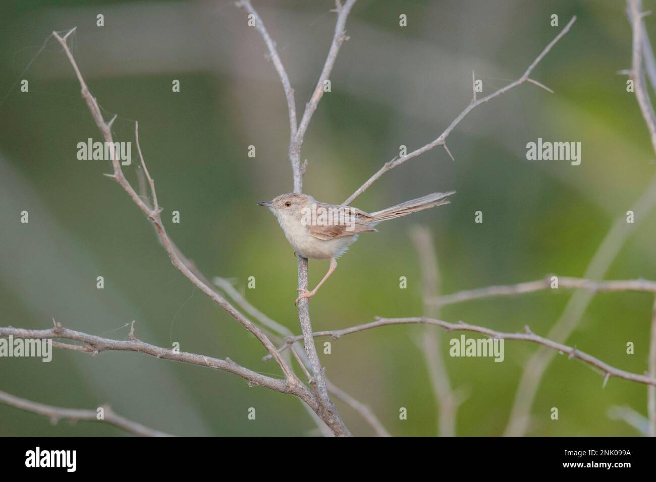 Great Rann of Kutch, Gujarat, India, Delicate Prinia, Prinia sylvatica ...