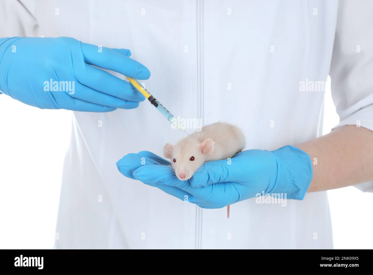 Scientist with syringe and rat on white background, closeup. Animal ...