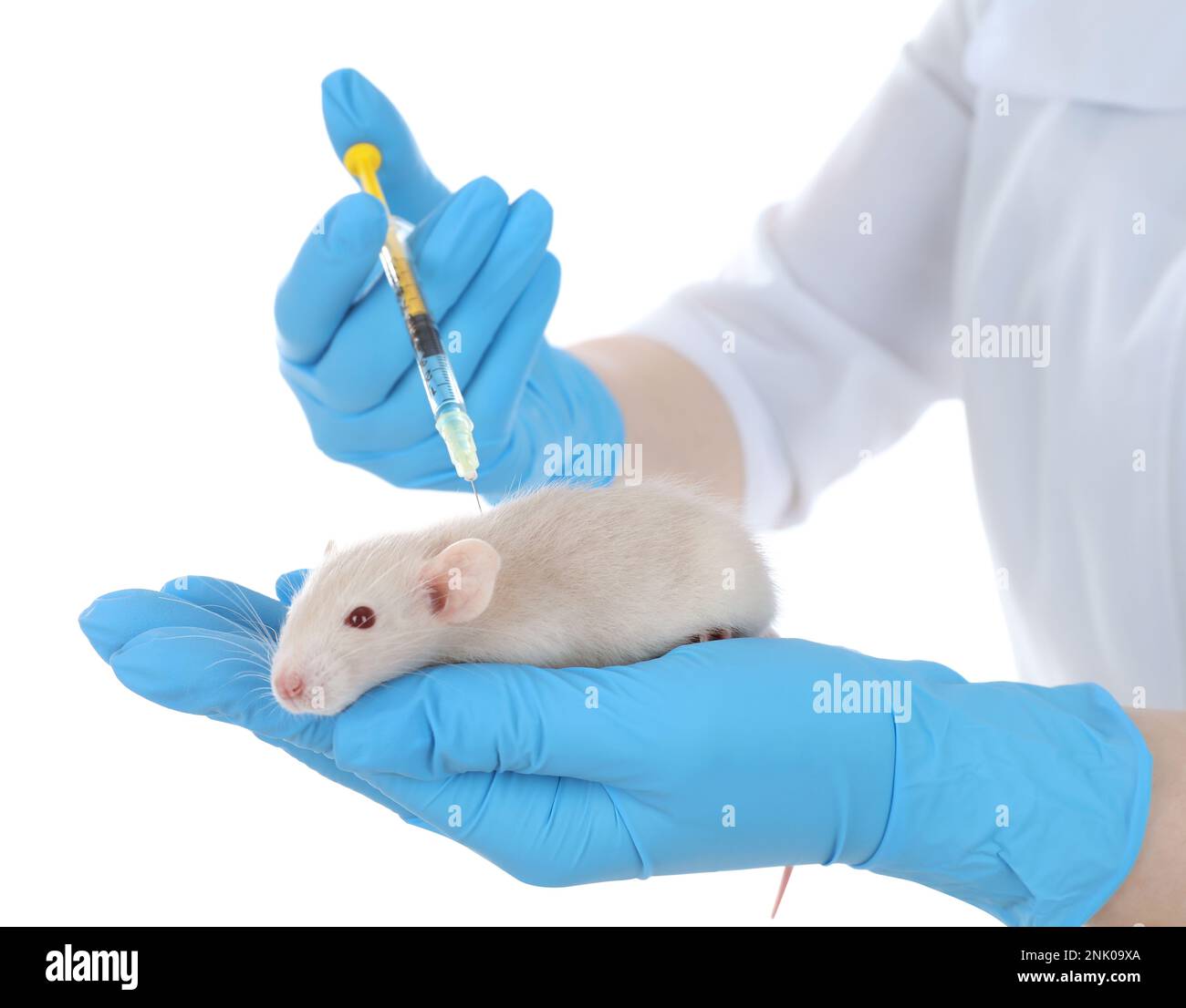 Scientist with syringe and rat on white background, closeup. Animal ...