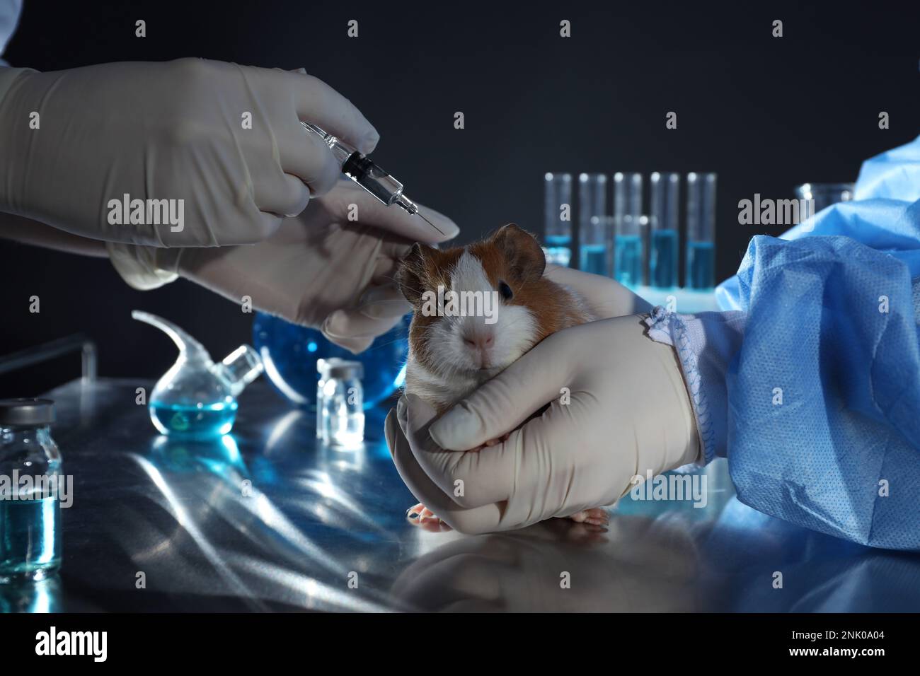 Scientists with syringe and guinea pig in chemical laboratory, closeup ...