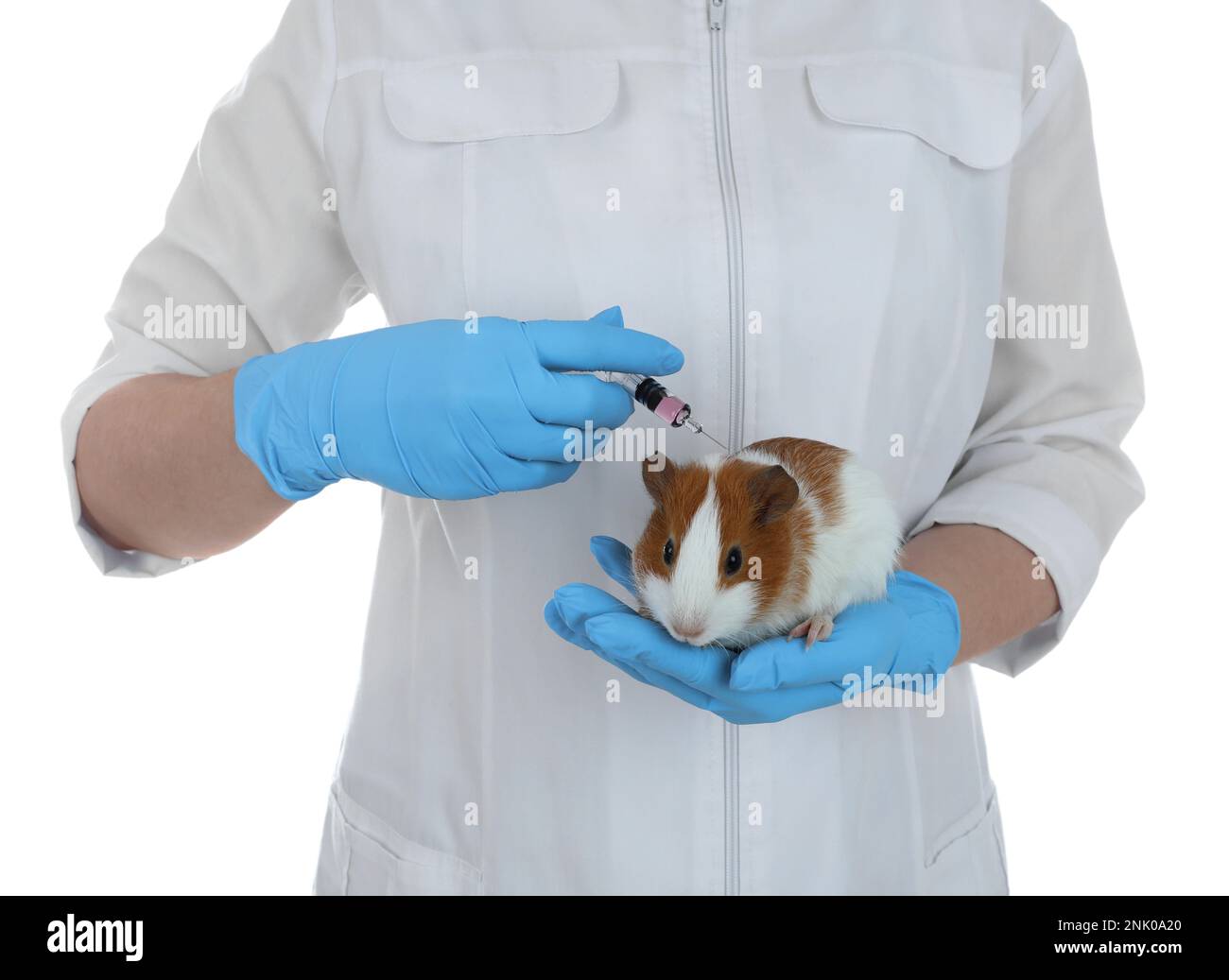 Scientist with syringe and guinea pig on white background, closeup ...