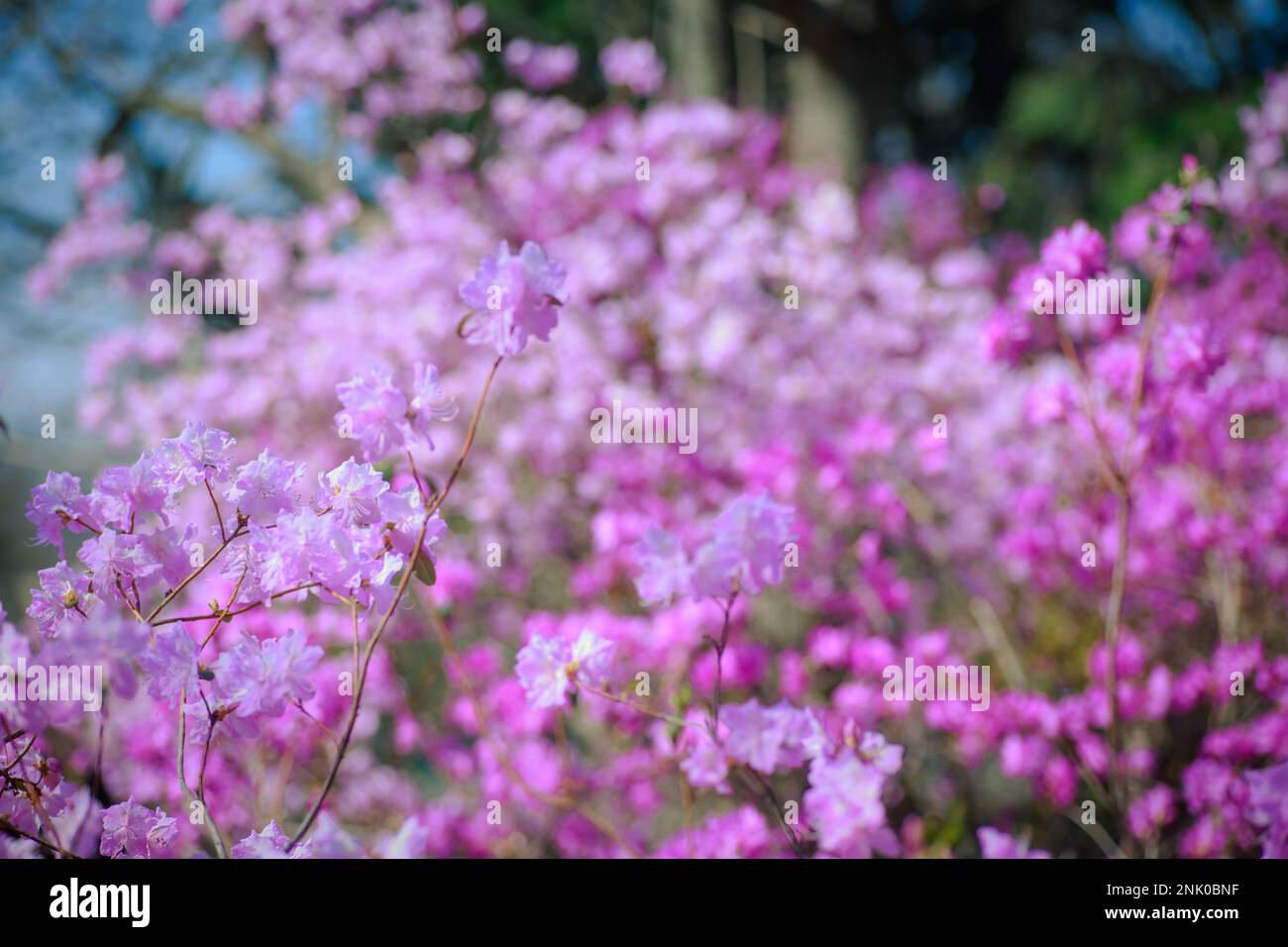 A bush of flowering azaleas against a background of trees in a blue ...