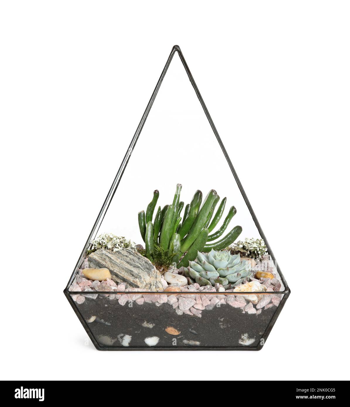 Glass florarium vase with succulents isolated on white Stock Photo - Alamy