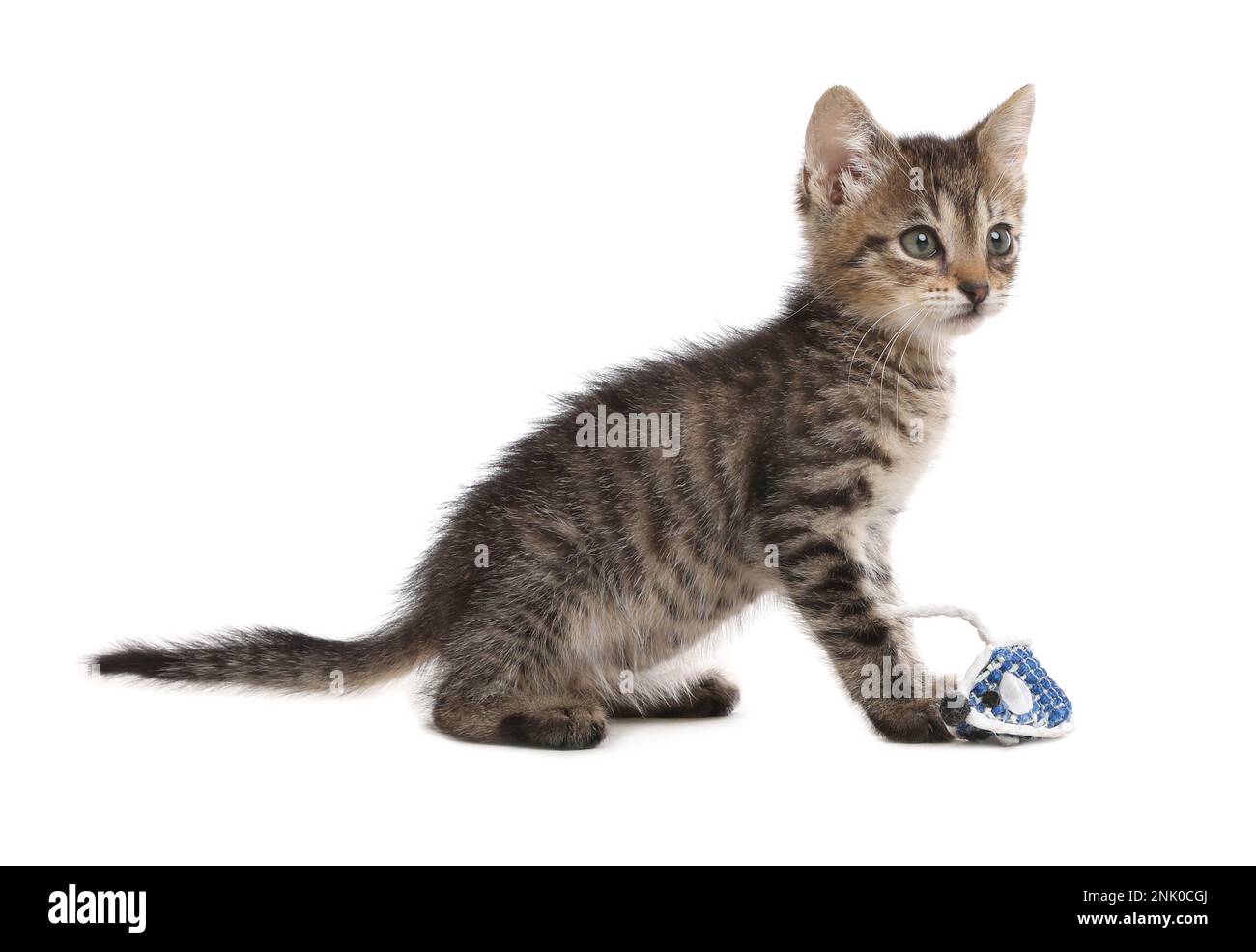 Cute little kitten playing with toy mouse on white background. Adorable ...