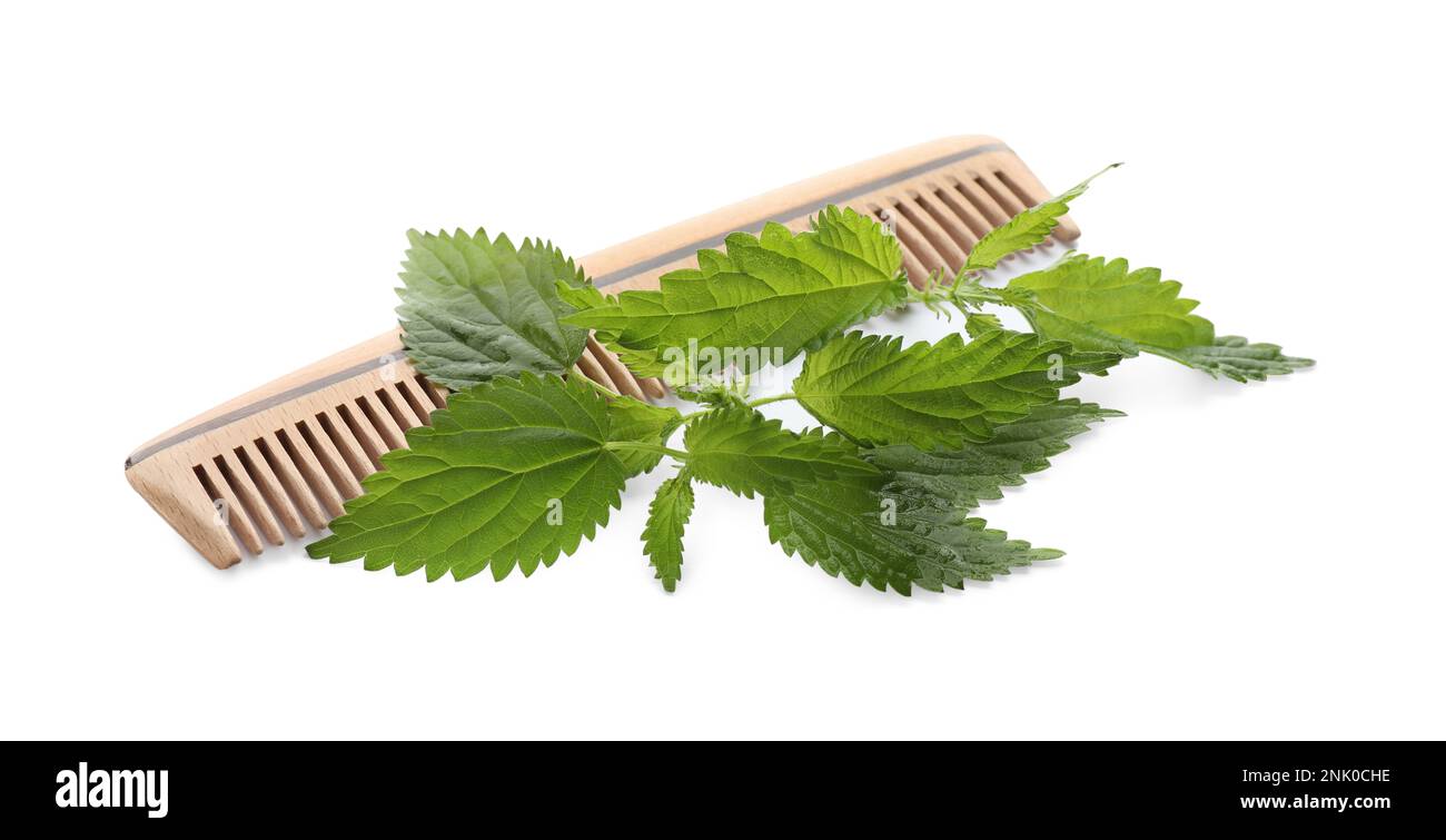 Stinging nettle and wooden comb on white background. Natural hair care ...