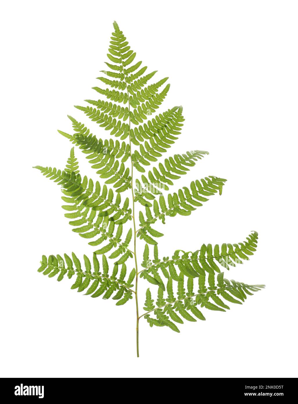 Fern leaf on woodland Cut Out Stock Images & Pictures - Alamy