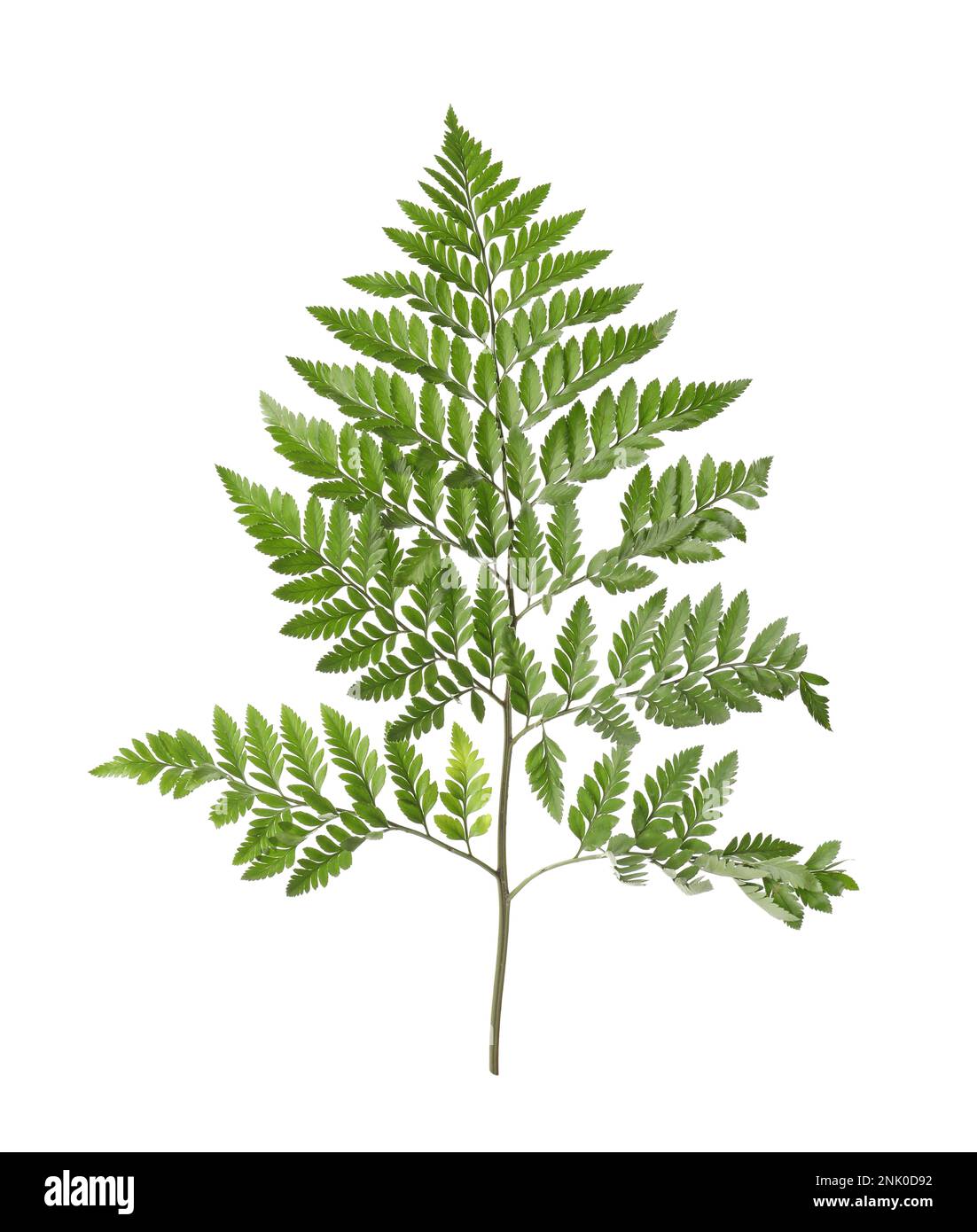 Branch with beautiful tropical fern leaves isolated on white Stock ...