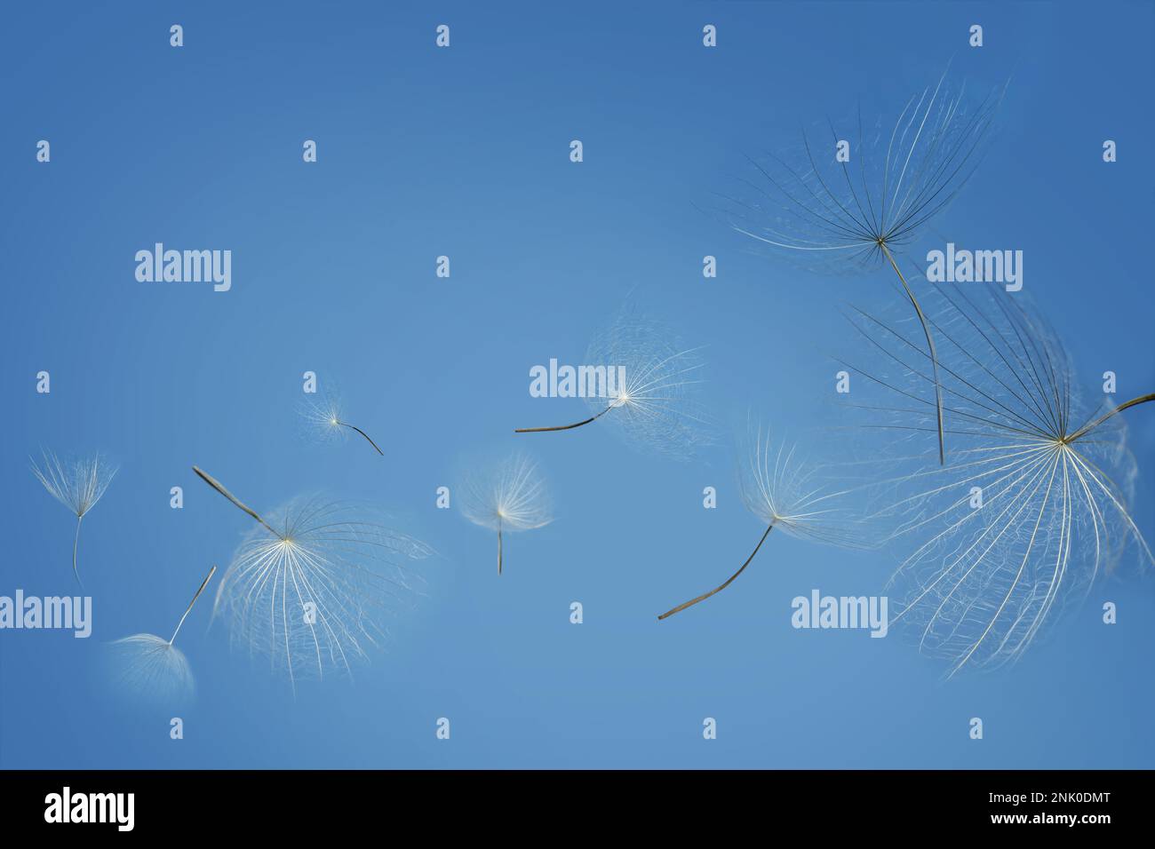 Many dandelion seeds flying on blue background Stock Photo - Alamy