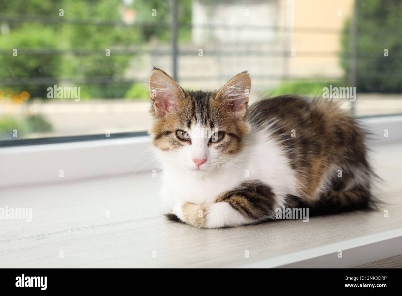 Cute kitten on window sill at home. Baby animal Stock Photo - Alamy