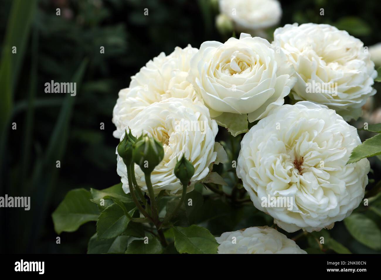 White roses growing on bush hi-res stock photography and images - Alamy