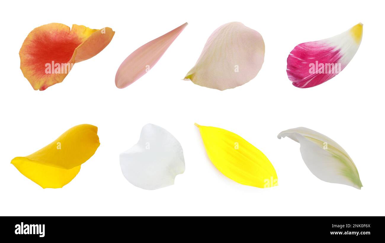 Set with different beautiful flower petals on white background Stock ...