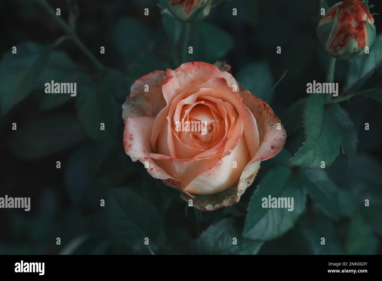 Beautiful blooming pink rose hi-res stock photography and images - Alamy