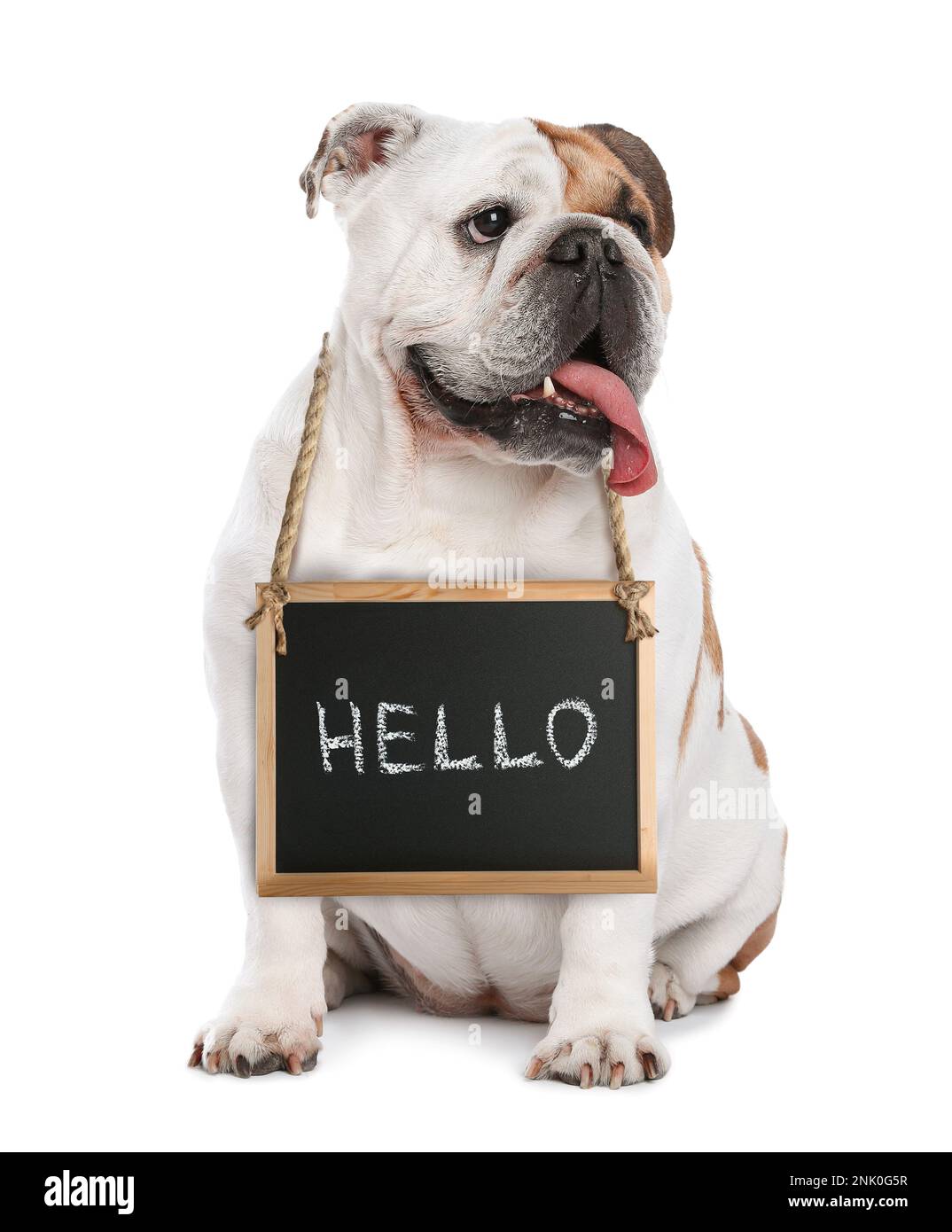 Adorable dog with Hello sign on white background Stock Photo - Alamy