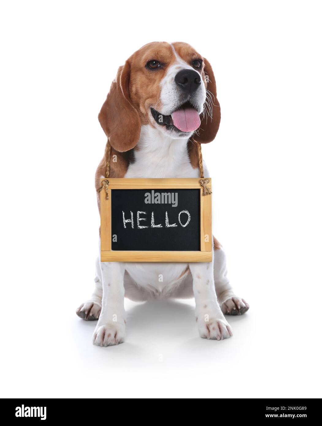 Adorable dog with Hello sign on white background Stock Photo - Alamy