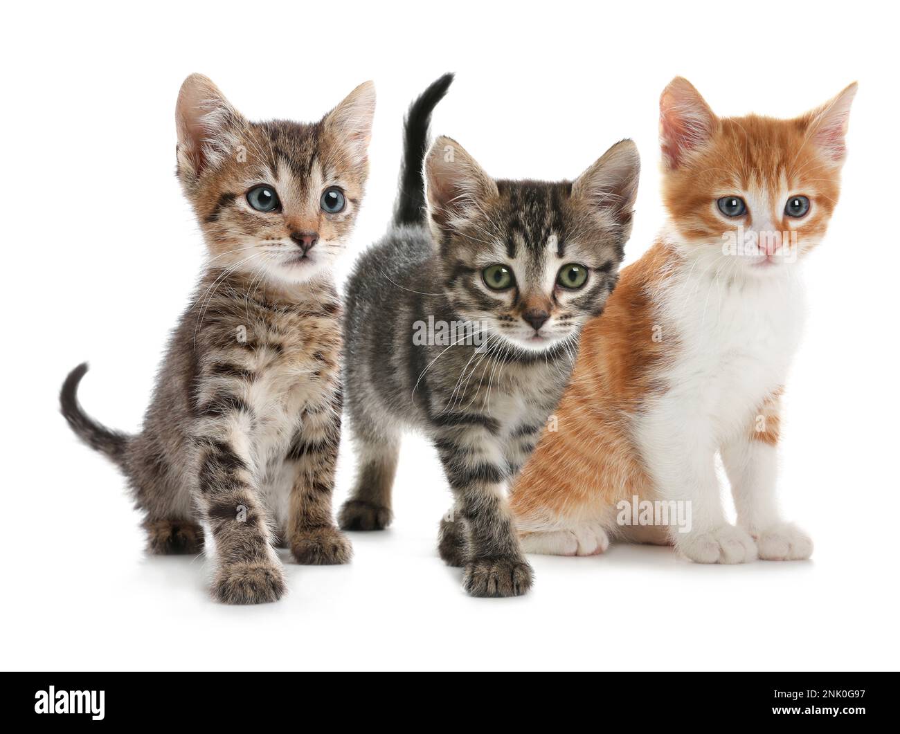 Group of cute little kittens on white background Stock Photo - Alamy