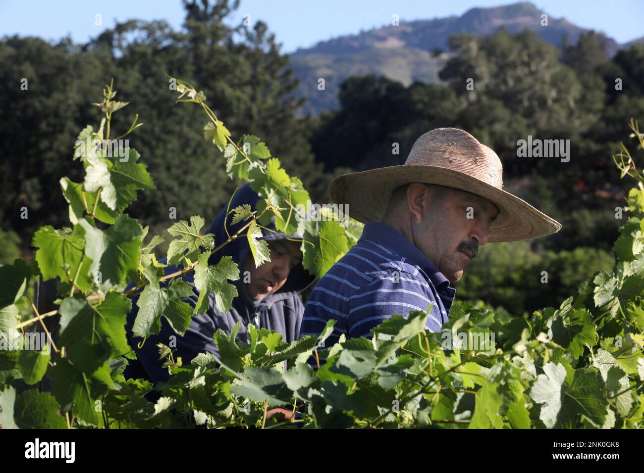 Jesus Abina has worked at Toffanelli vineyard for twenty years as he ...